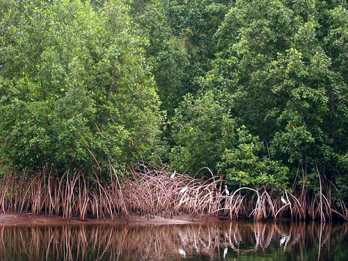 « Mangroves du Gabon : 14 ans de destruction massive sous silence d ...